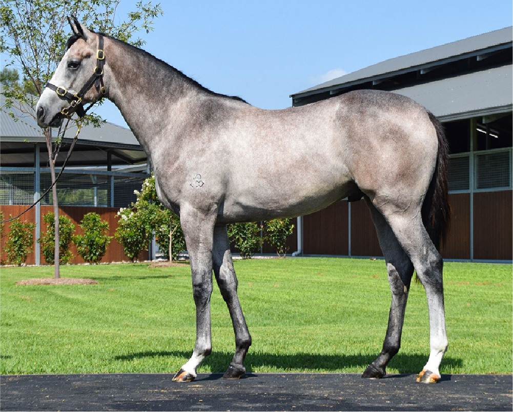 Colt by leading sire Dundeel - DGR Thoroughbred Services