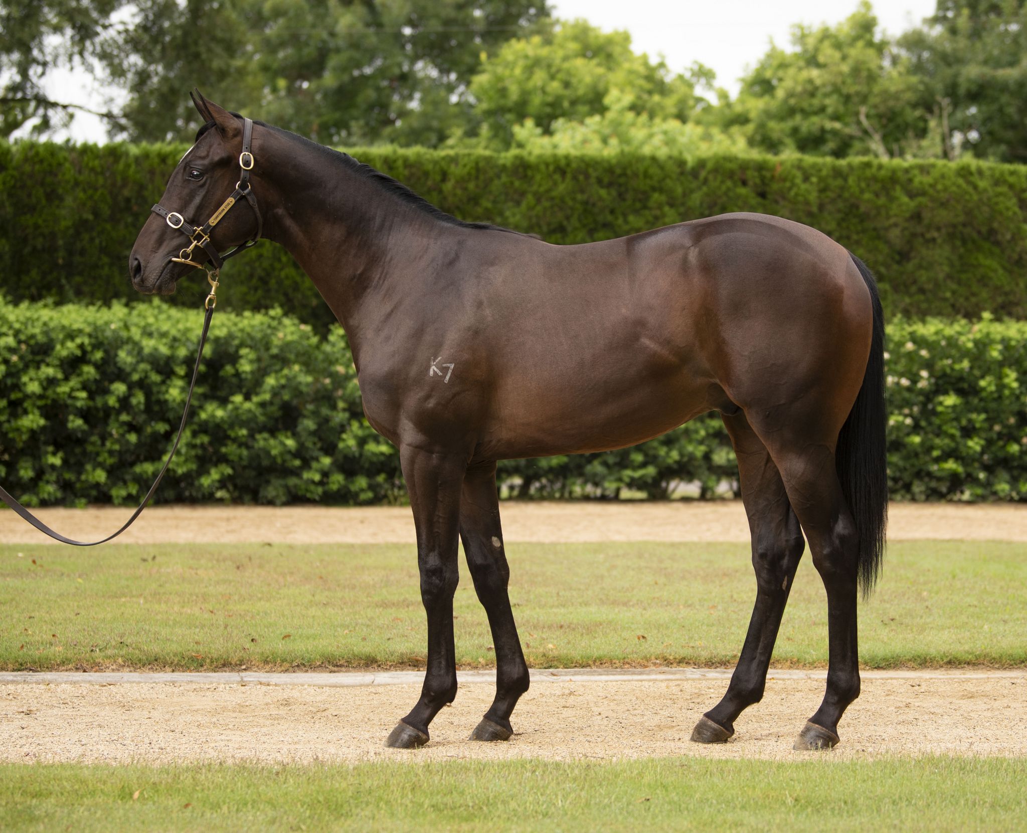 Colt by Pierro from a stallion family - DGR Thoroughbred Services